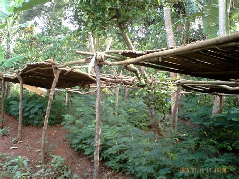 Social Forestry In Uganda Setting A Precedent Globalgiving