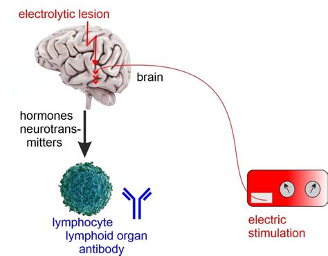 Research Viewpoints Pillar Articles Sex Hormones Influence The Immune