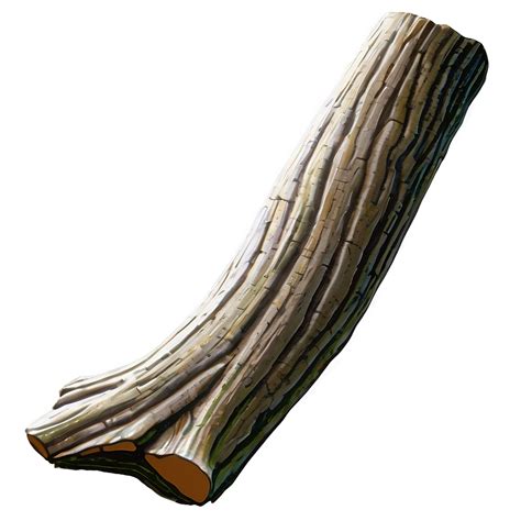 Download Tree Trunk Drawing Png 72