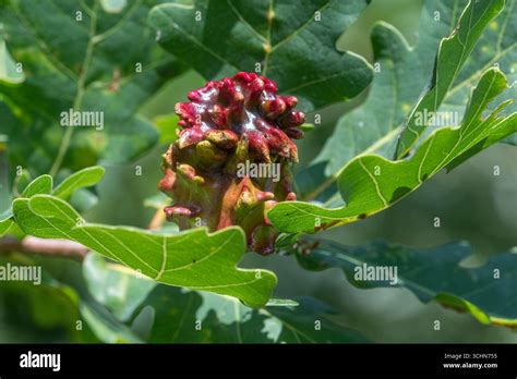 Knopper Gall A Chemically Induced Distortion Of Growing Acorns On