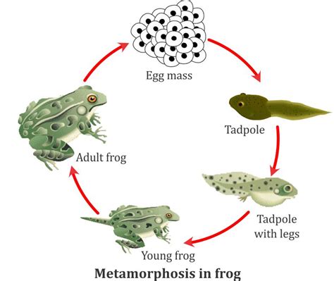Explain The Life Cycle Of Frog 11959 Biology