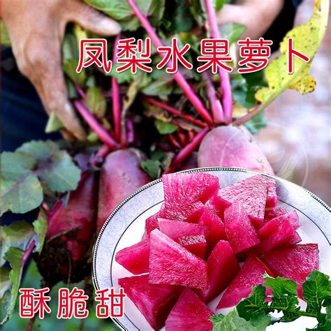 脆甜红皮红心萝卜种子秋季凤梨水果萝卜种籽阳台庭院四季蔬菜种孑虎窝淘