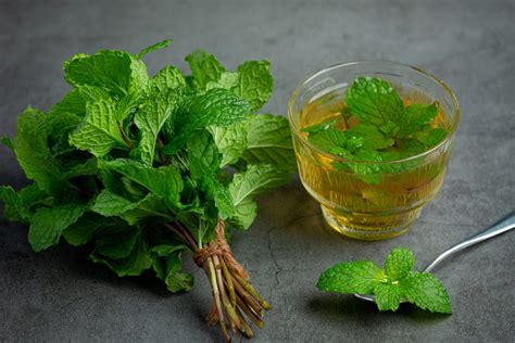 Peppermint Spiritual Meaning 7 Magical Properties