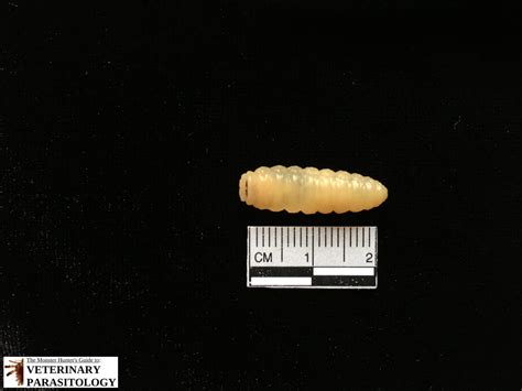 Oestrus Sp Flies Monster Hunters Guide To Veterinary Parasitology