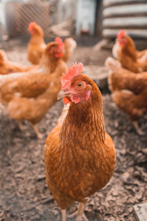 Larrivée des poules à la maison Poulorama tout sur les poules