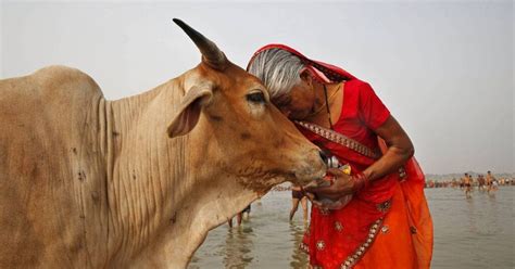 Indians Told Hug Cows On Valentines Day The Manila Times