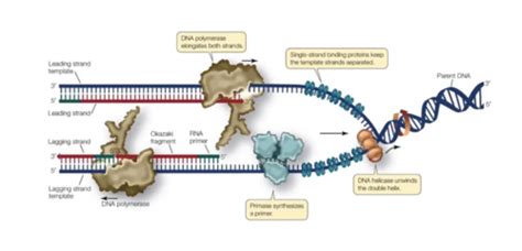 Principles Biochemistry Biochemistry Of Nucleic Acids Flashcards Quizlet