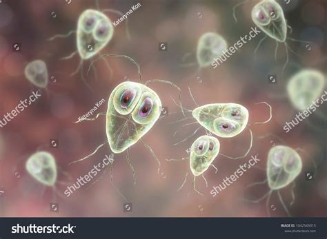 Giardia Lamblia Protozoan Causative Agent Giardiasis Stock Illustration