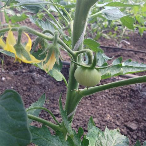 Зеленчукова градина с Ябълково Facebook