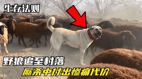 邊境牧民的狼襲特訓：牧羊犬vs野狼，未經雕琢的勇士，破綻與榮耀的較量！top 世界之最 动物 動物 災難 灾难 腦洞大開