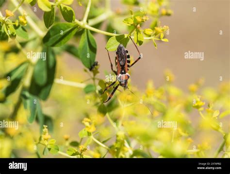 Assassin Bug Rhynocoris Punctiventris On Tree Spurge In Turkiye Stock