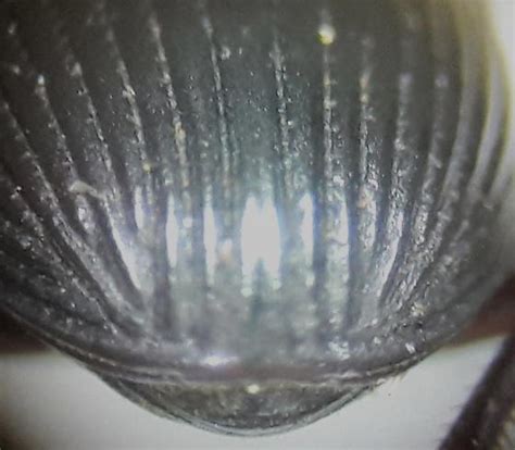 Ataenius Apicalis Bugguidenet