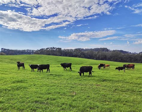 Smart Pest Control Boosting Biosecurity In Beef Operations Beef Web