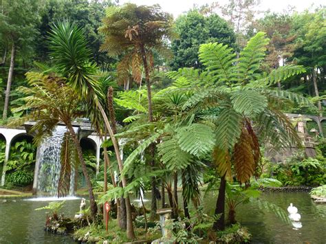 Arbres Tropicaux Pour Le Jardin Un Guide Complet Entretien Et