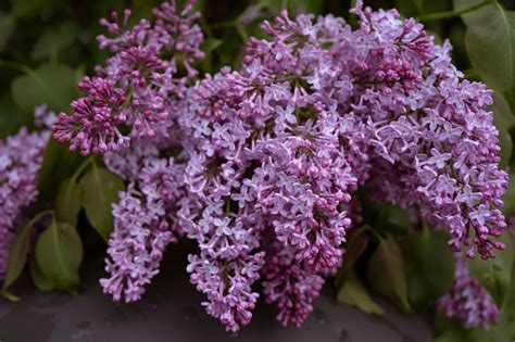 봄 보라색 꽃의 매크로 이미지 추상적 인 부드러운 꽃 배경 라일락 0명에 대한 스톡 사진 및 기타 이미지 0명 고요한 장면 꽃 나무 Istock