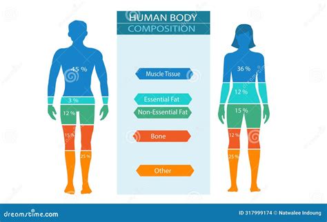 Comparison Of Healthy Male And Female Body Composition Human Body