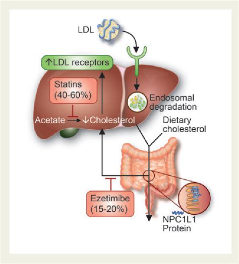 Figure 1 From Reduction Of Ldl C Related Residual Cardiovascular Risk With Ezetimibe Are