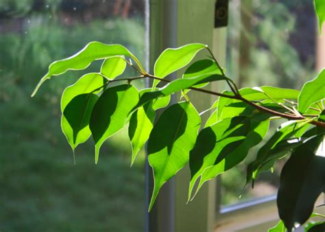 6 Tips For Keeping Your Ficus Tree Happy And Healthy Garden And Happy