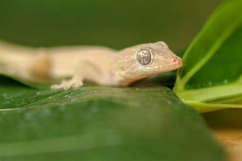 아시아 또는 공동 하우스 도마뱀 Hemidactylus Frenatus 녹색 잎에 자리 잡고 있습니다 헤미다틸루스 프레나투스는
