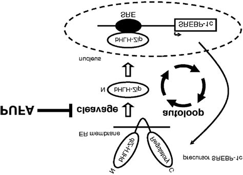 The Mechanism Of Suppression Of The Cleavage Of SREBP 1c By