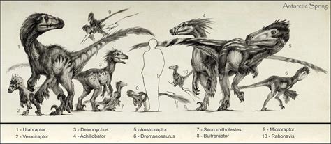 Dromaeosauridae Wiki Prehistórico