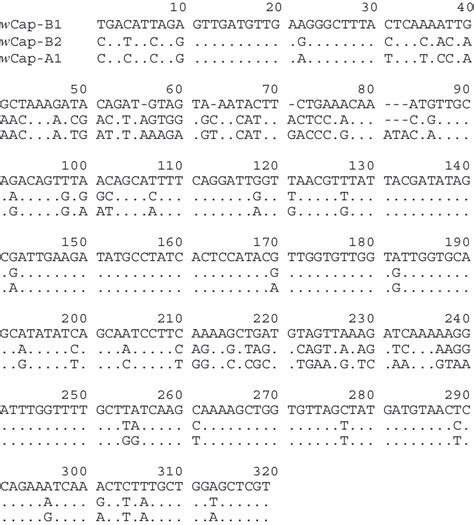 CLUSTAL X Alignment Of The Wsp Sequences Amplified From A M Capensis