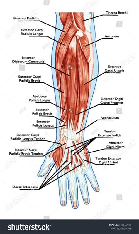 Anatomy Muscular System Hand Forearm Palm Stock Vector 116557924