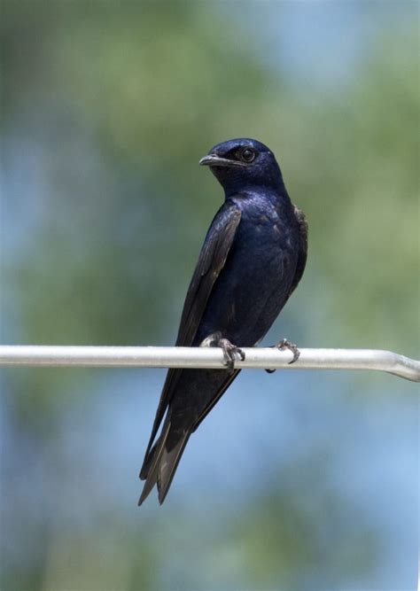 Conservation Spotlight Purple Martin Habitat Steep Rock Association