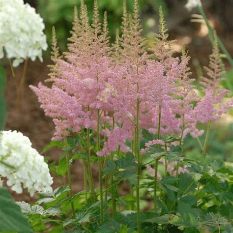 Astilbe Chinensis Vision In Pink Jardin Dion