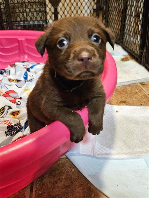 Wonky Eyes Rchocolatelabs