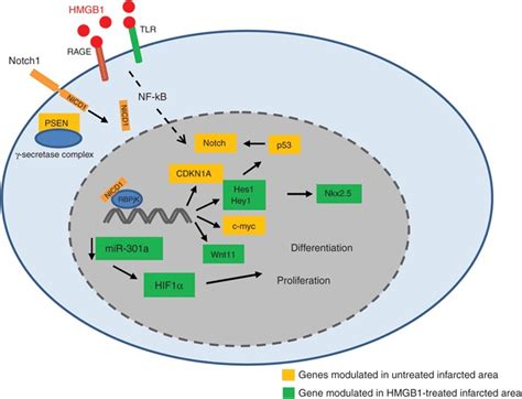 Schematic Representation Of Hmgb1 Mediated Activation Of Notch1