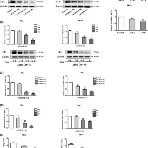 The Schematic Diagram Illustrates Atpr‐induced Acute Myeloid Leukaemia