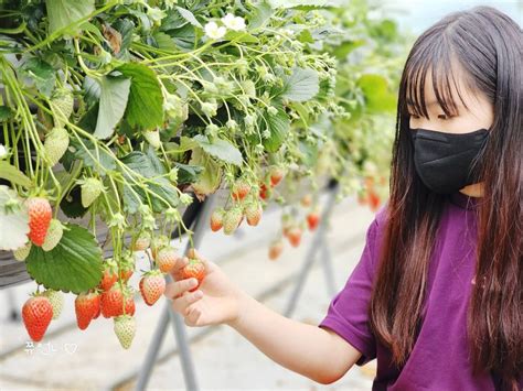 딸기밭 체험♡ Samsung Members