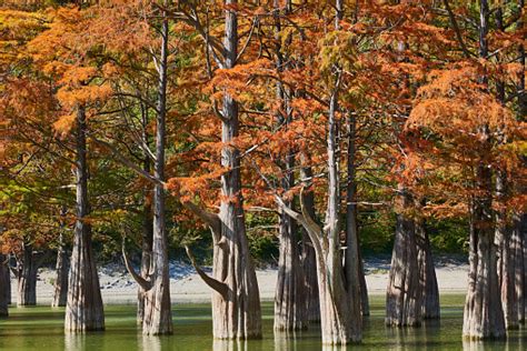 골든 Taxodium Distichum는가 카프카스 산맥의 배경으로 화려한 호수에 서 가 10 월입니다 수 골짜기입니다 아나
