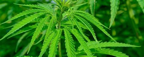 Cannabis Pode Ajudar No Tratamento Da Covid 19 Mega Curioso