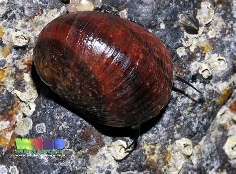 Polished Nerite Nerita Polita 2 Snail Shell Snails Sealife