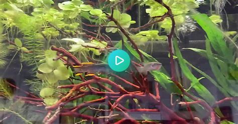 Steel Blue Gardneri Killifish Pair Album On Imgur