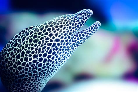 100 Javanicus Pictures