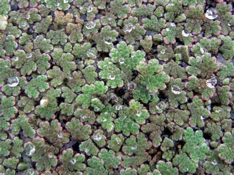 Azolla Filiculoides Proyecto De Investigación Exotinet