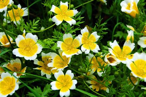 How To Grow A Poached Egg Plant In Pots And Polytunnels Polytunnel