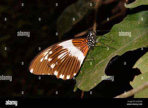 Common White Banded Swallowtail Butterfly Papilio Cyproeofila