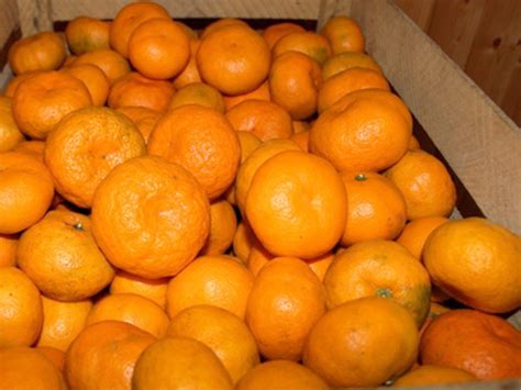 Продам МАНДАРИНЫ Оптом со склада, Киевская обл — Agrotorg.Ko