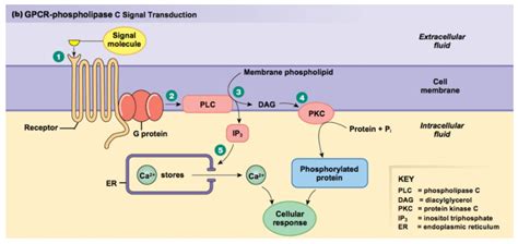 Solved Looking At The Gpcr Phospholipase C Signal