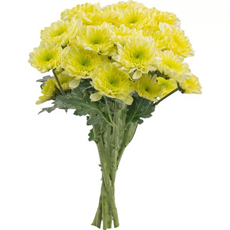 Blooms By H E B 4 Stem Assorted Poms Shop Flowers And Arrangements At H E B