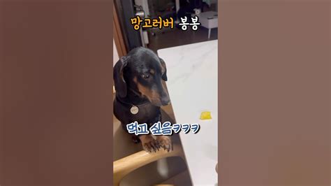 망고가 먹고 싶은데 주인눈치 보는 닥스훈트 일상 댕댕이 Youtube