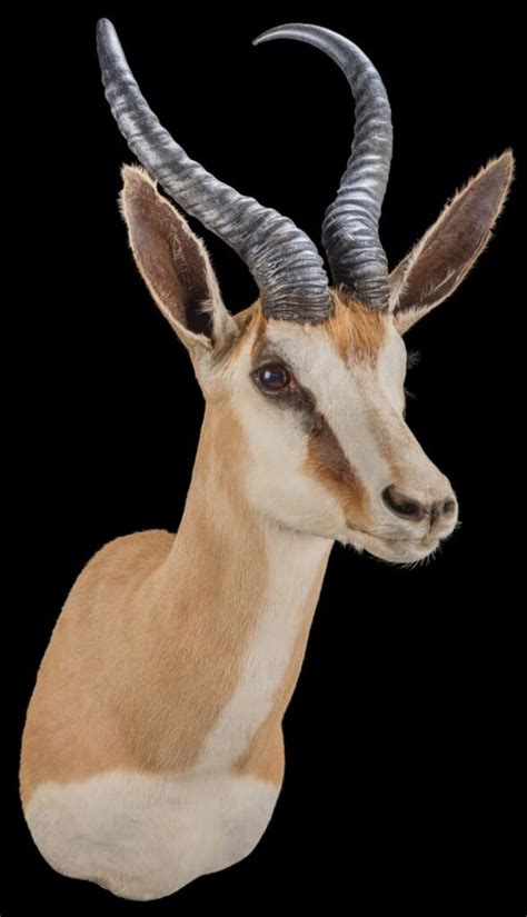 Springbuck Taxidermy South Africa Springbuck Trophy Quote