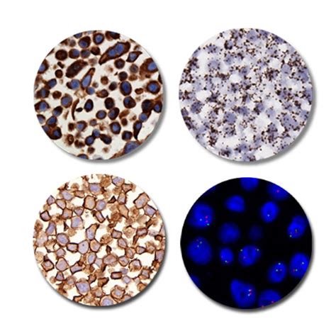 293t Ffpe Cell Pellet Acepix Biosciences