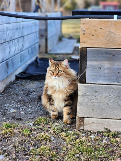 Ragnar Wishes All The Kitties A Happy Caturday Rcats