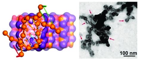 Scheme Showing The Incorporation Of Dna Inside The Hap Structure Left