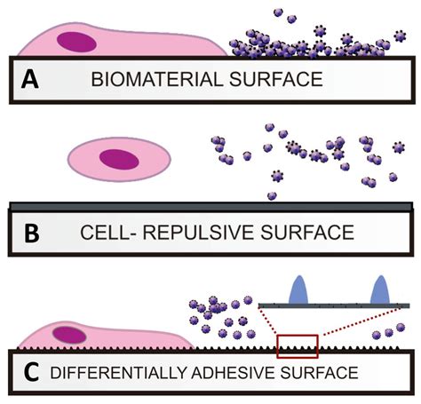 A Both Mammalian Cells And Microbes Can Adhere To A Fully Download Scientific Diagram